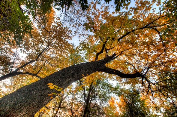 Fall Foliage at Kansas City's Cliff Drive - Eric Bowers Photoblog